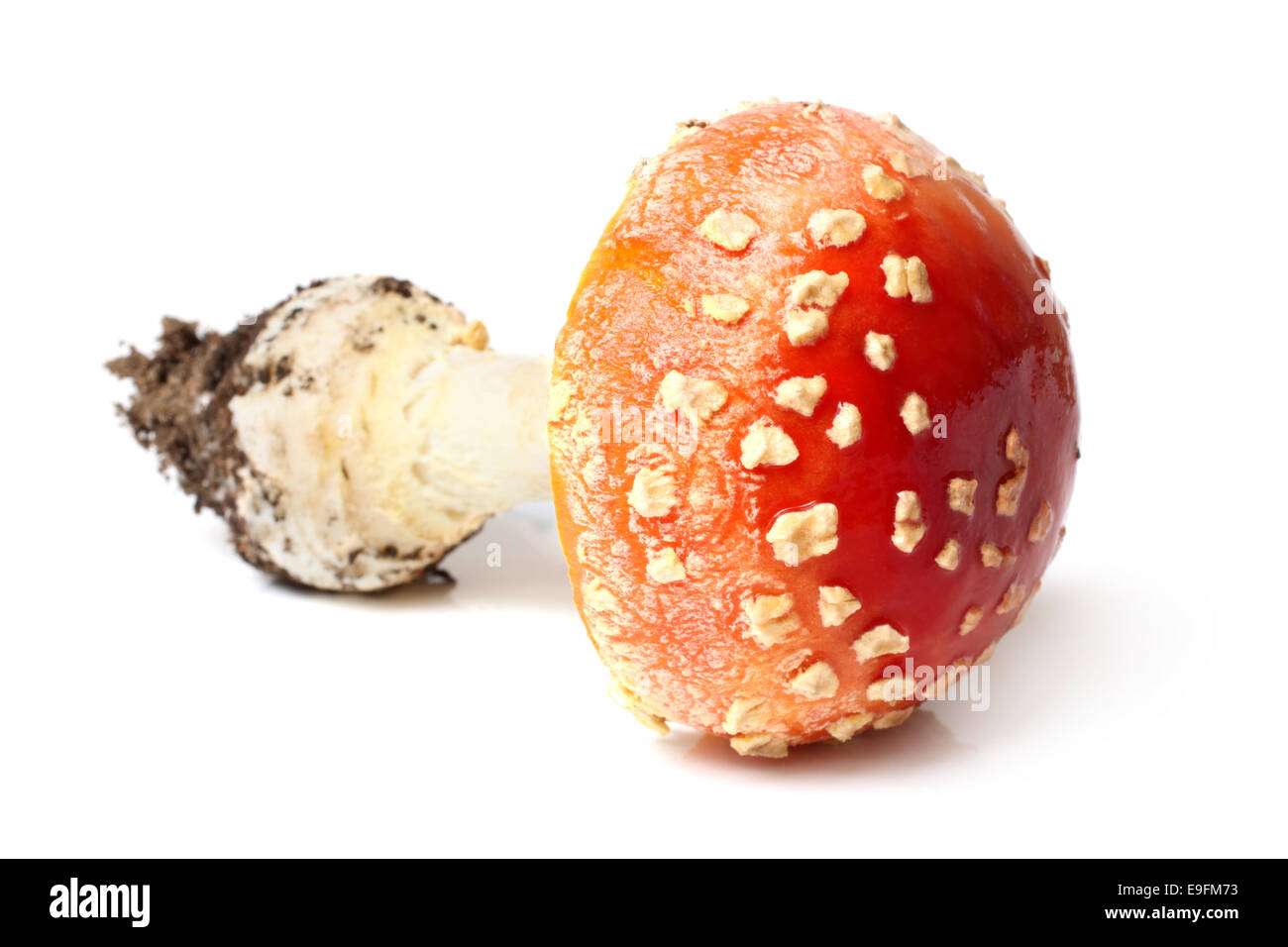 Beautiful fly agaric isolated Cut Out Stock Images & Pictures - Alamy