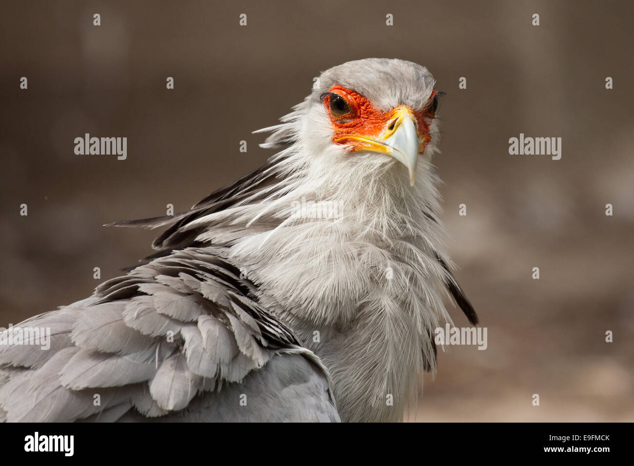 Secretarybird (Sagittarius serpentarius Stock Photo - Alamy