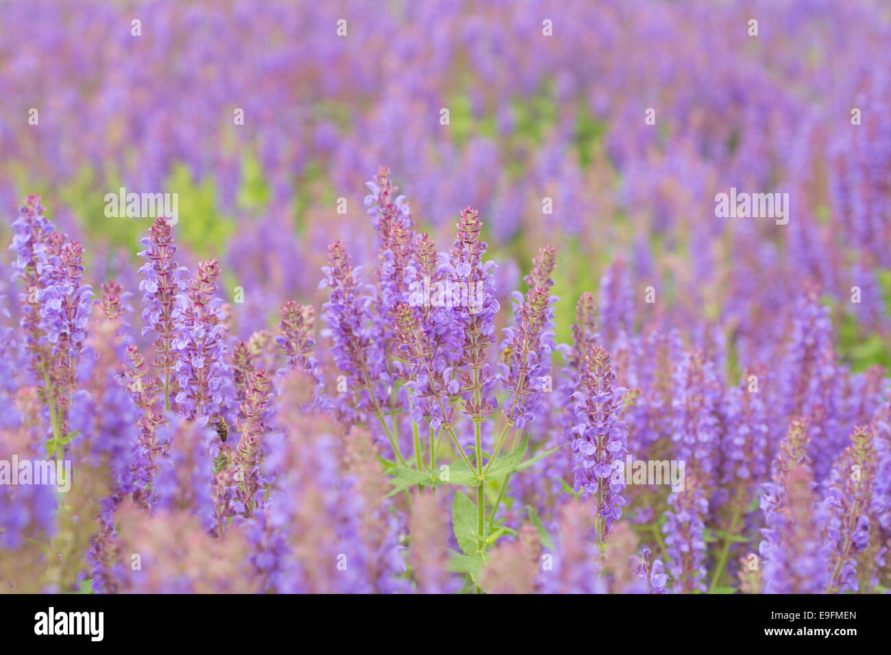 Flowering sage in nature Stock Photo - Alamy