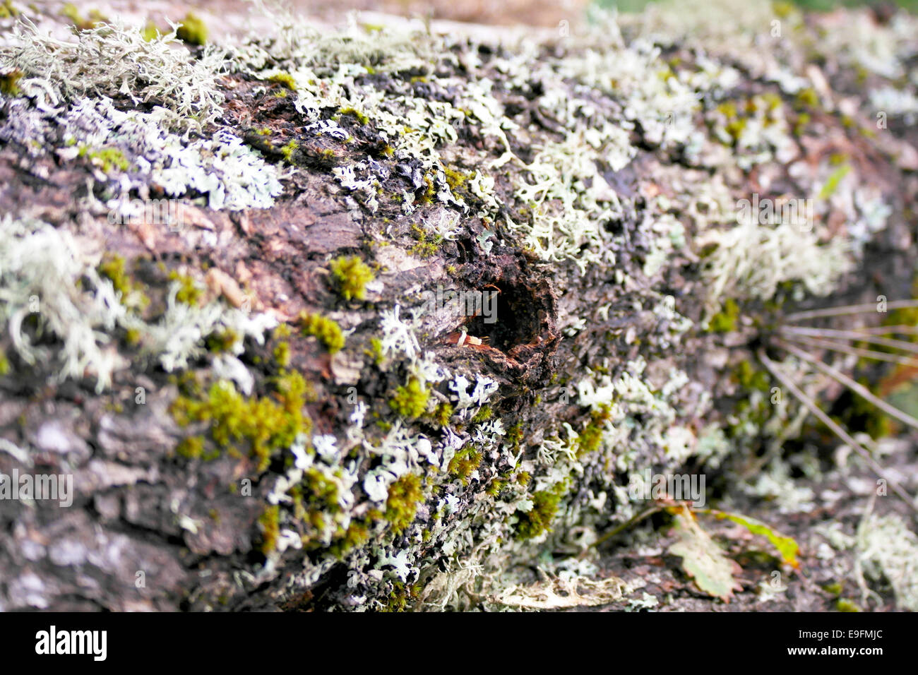 Old wooden log with mold Stock Photo - Alamy