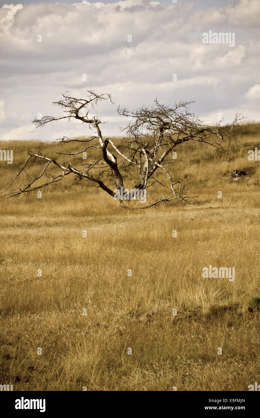 Tree in field pasture dead hi-res stock photography and images - Alamy