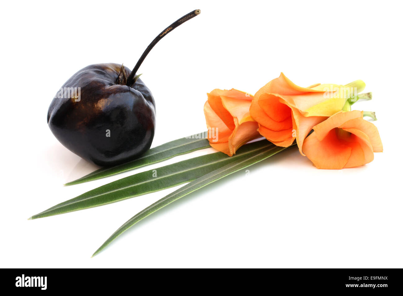 Thevetia peruviana hi-res stock photography and images - Alamy