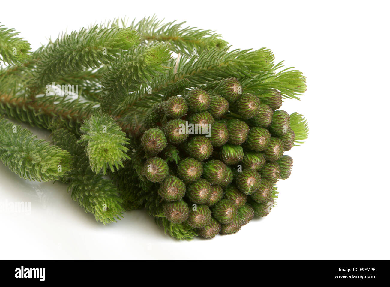 Acerose leaf hi-res stock photography and images - Alamy