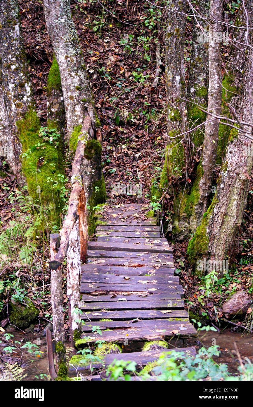 Tree trunk in forest old hi-res stock photography and images - Alamy