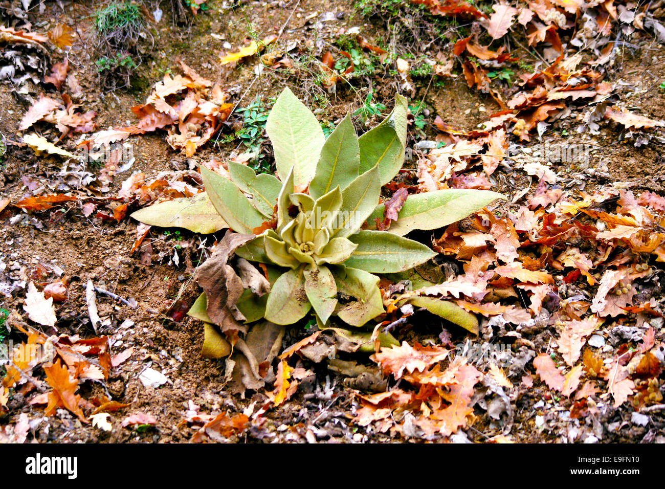 Old weather hi-res stock photography and images - Alamy