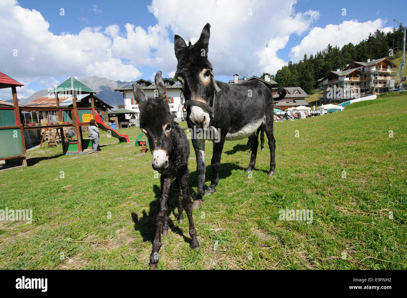 A donkey and foal in a playground Stock Photo - Alamy