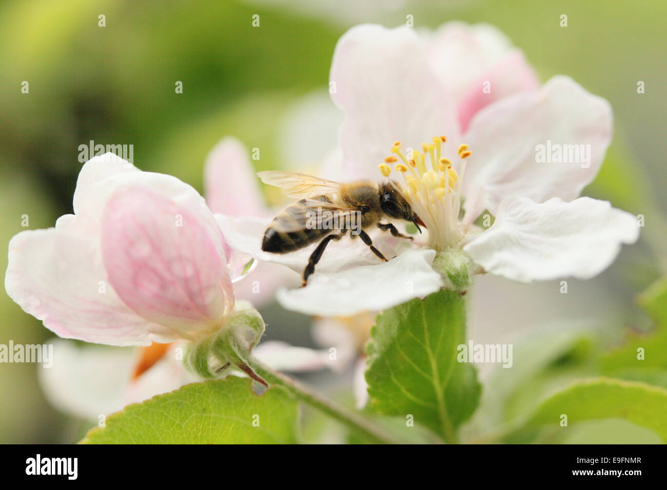 Bee tree hi-res stock photography and images - Alamy