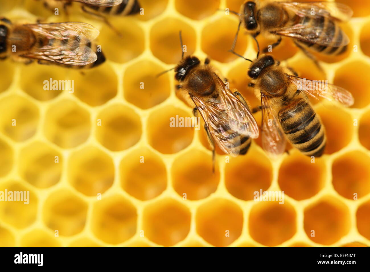 bee close up Stock Photo - Alamy
