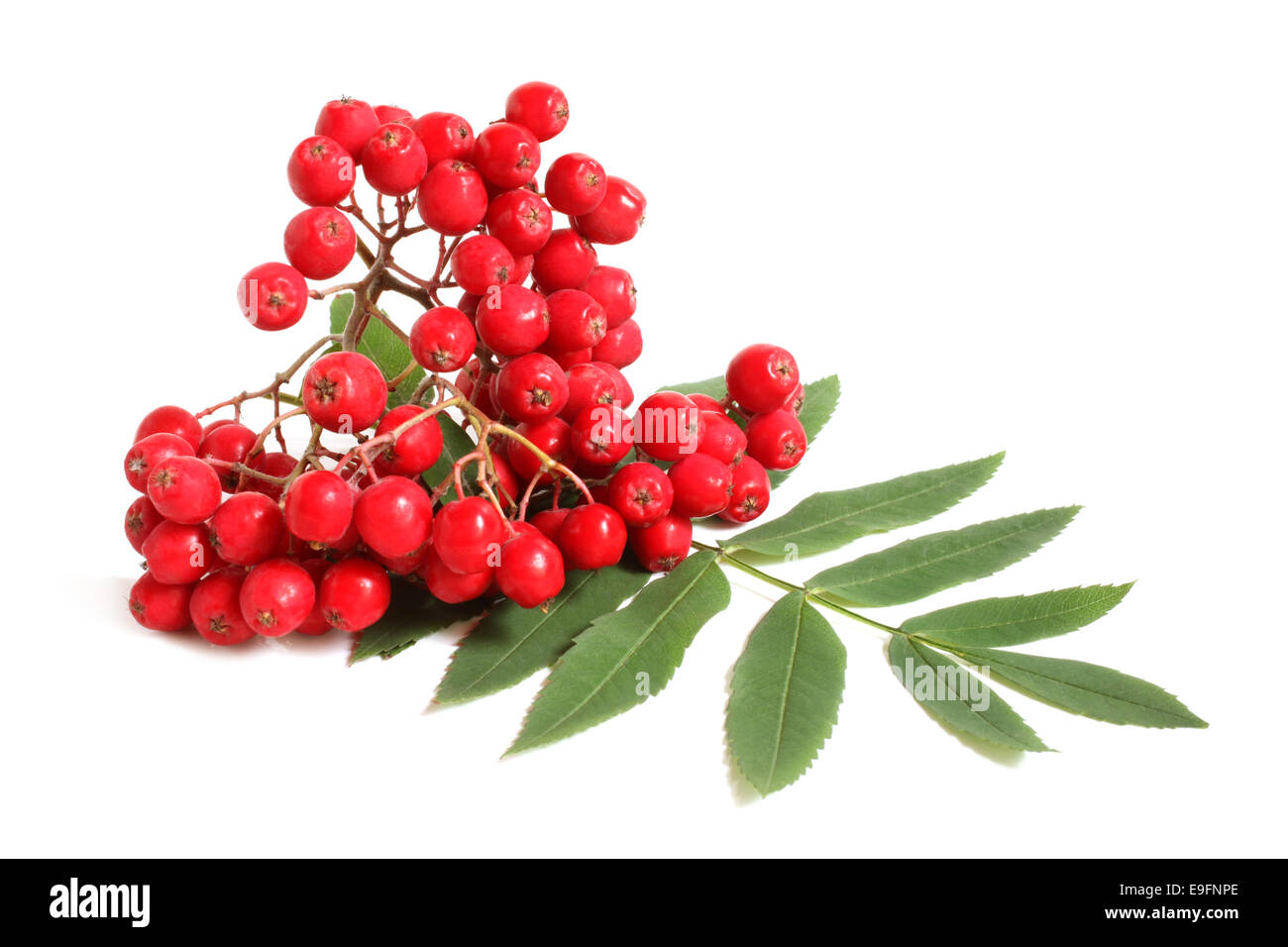 Ashberry twig Cut Out Stock Images & Pictures - Alamy