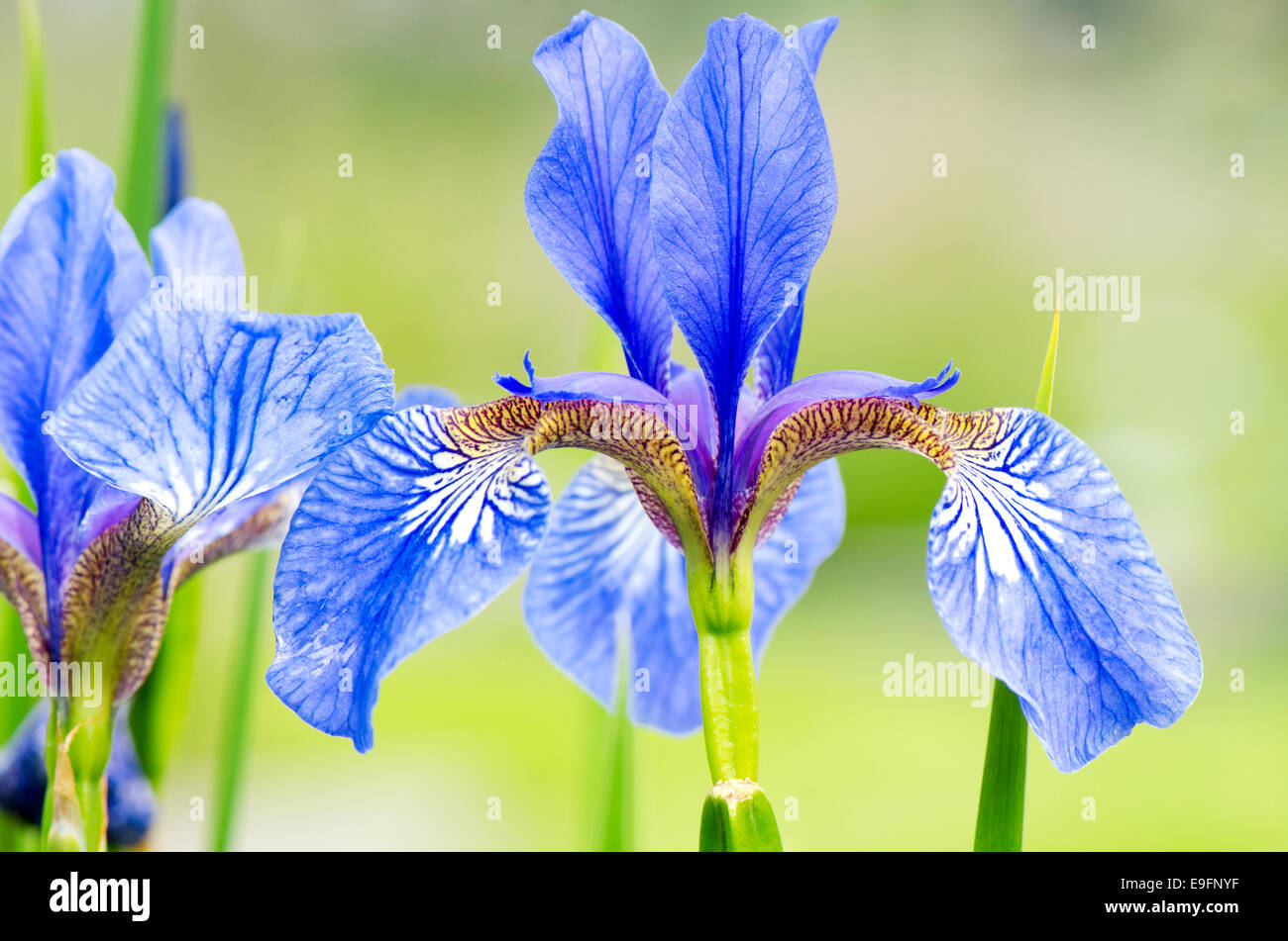 Red dutch iris hi-res stock photography and images - Alamy