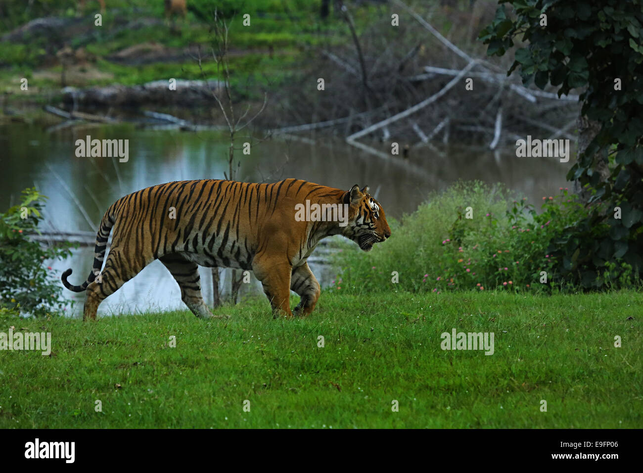 Bandipur national park hi-res stock photography and images - Alamy
