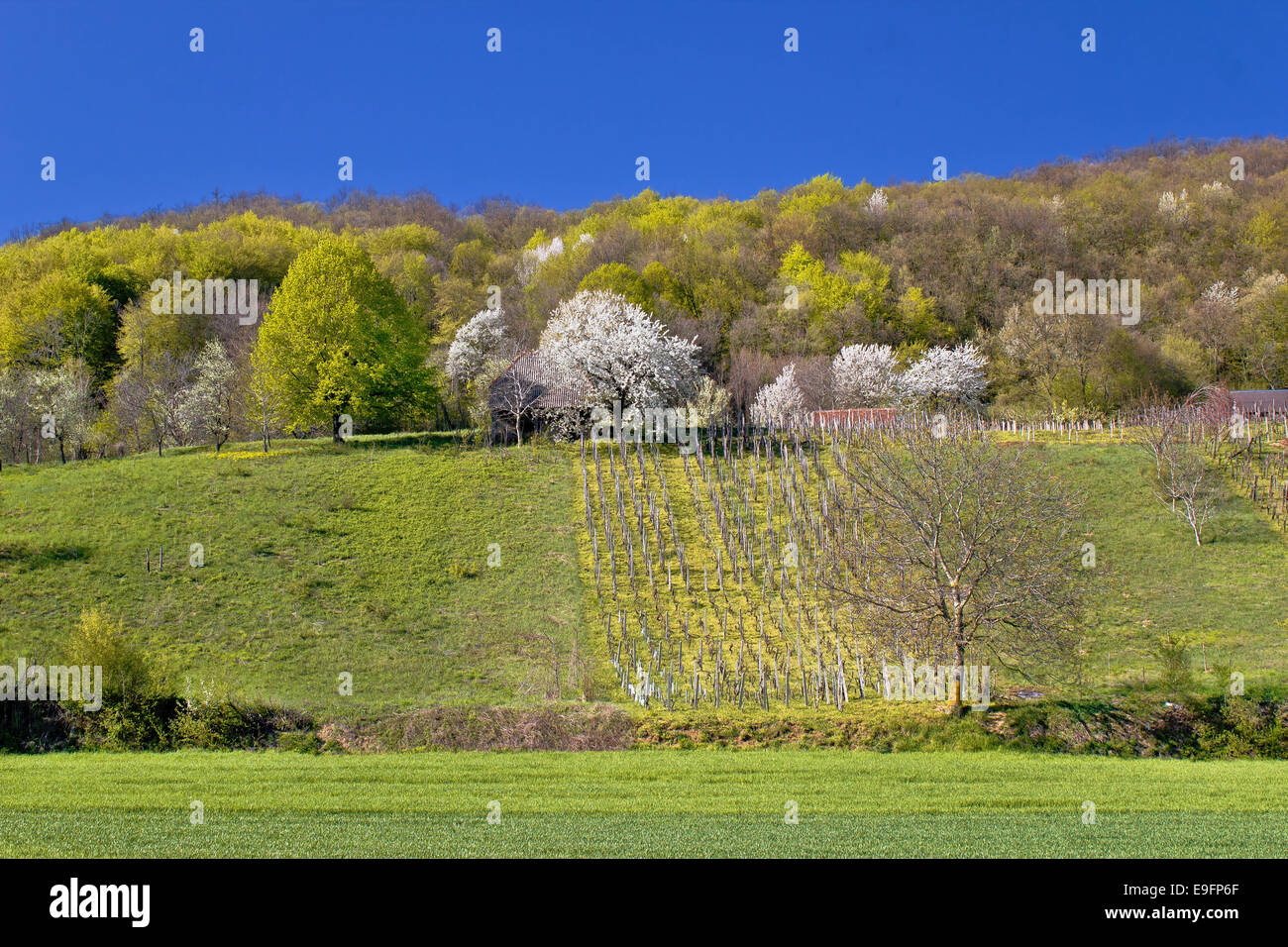 Idyllic springtime hill vineyard and nature Stock Photo - Alamy