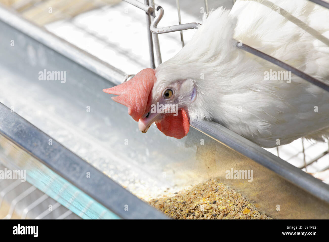 Poultry farming hi-res stock photography and images - Alamy