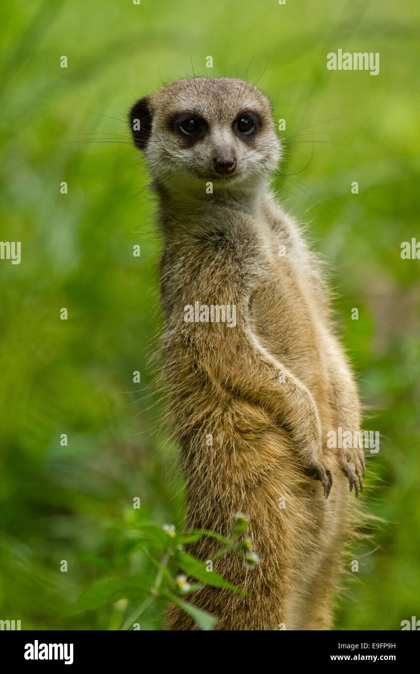 Suricata suricate hi-res stock photography and images - Alamy