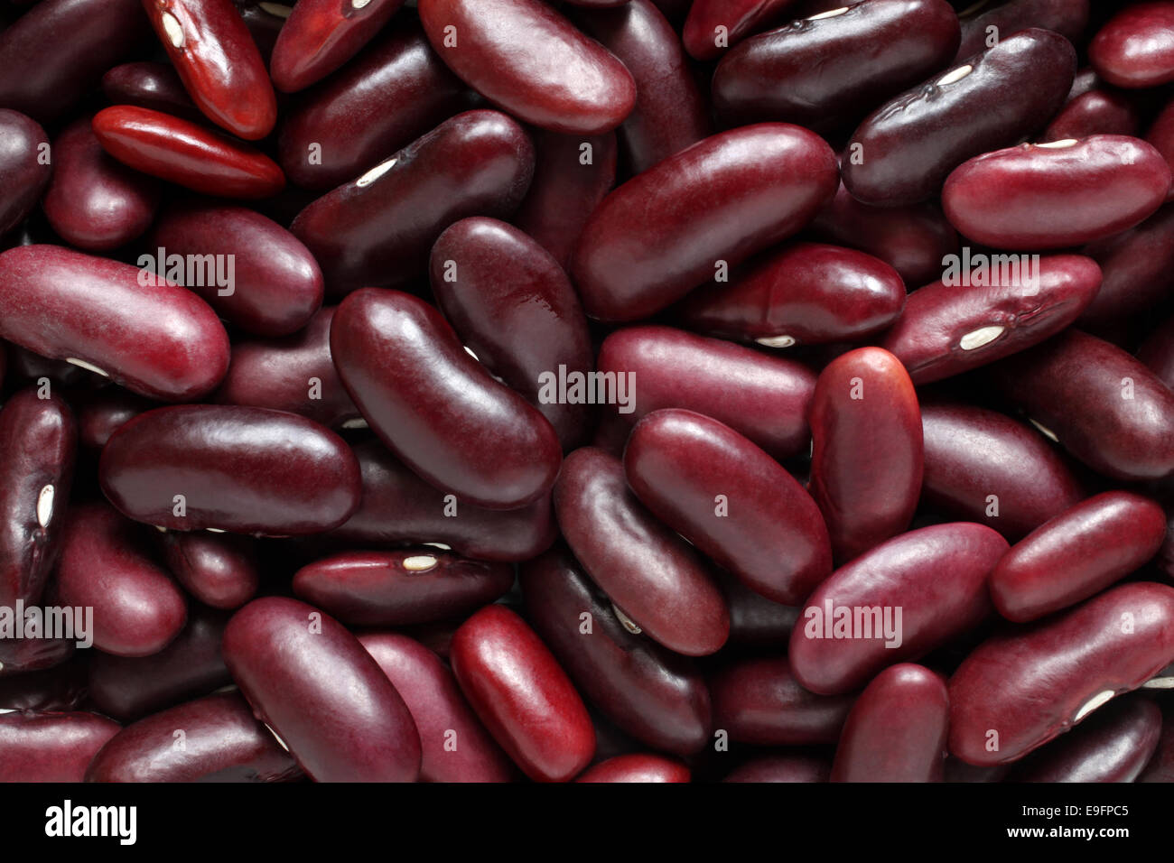 Germination of beans hi-res stock photography and images - Alamy