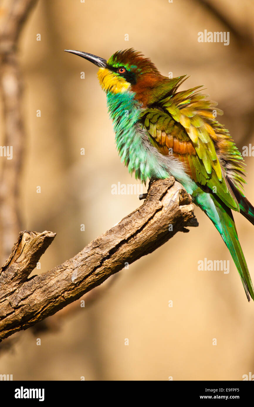 Merops apiaster bee hi-res stock photography and images - Alamy