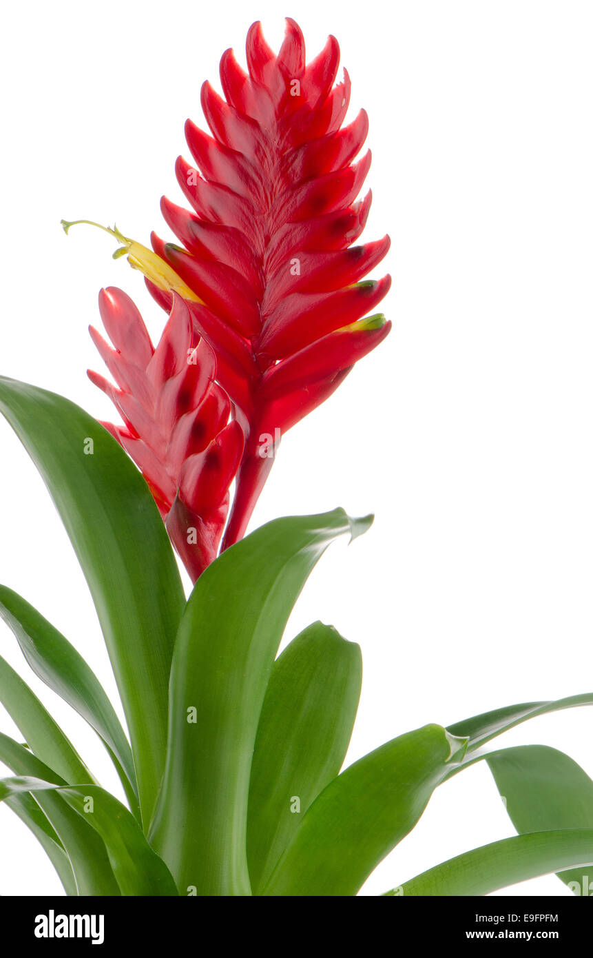 Bromelia hi-res stock photography and images - Alamy