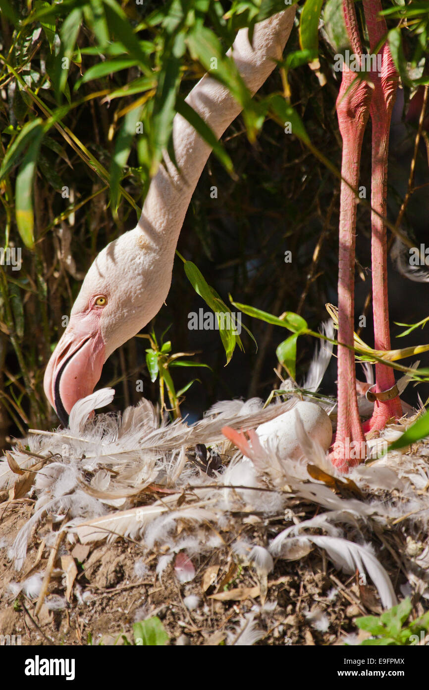 Greater flamingo africa nest hi-res stock photography and images - Alamy