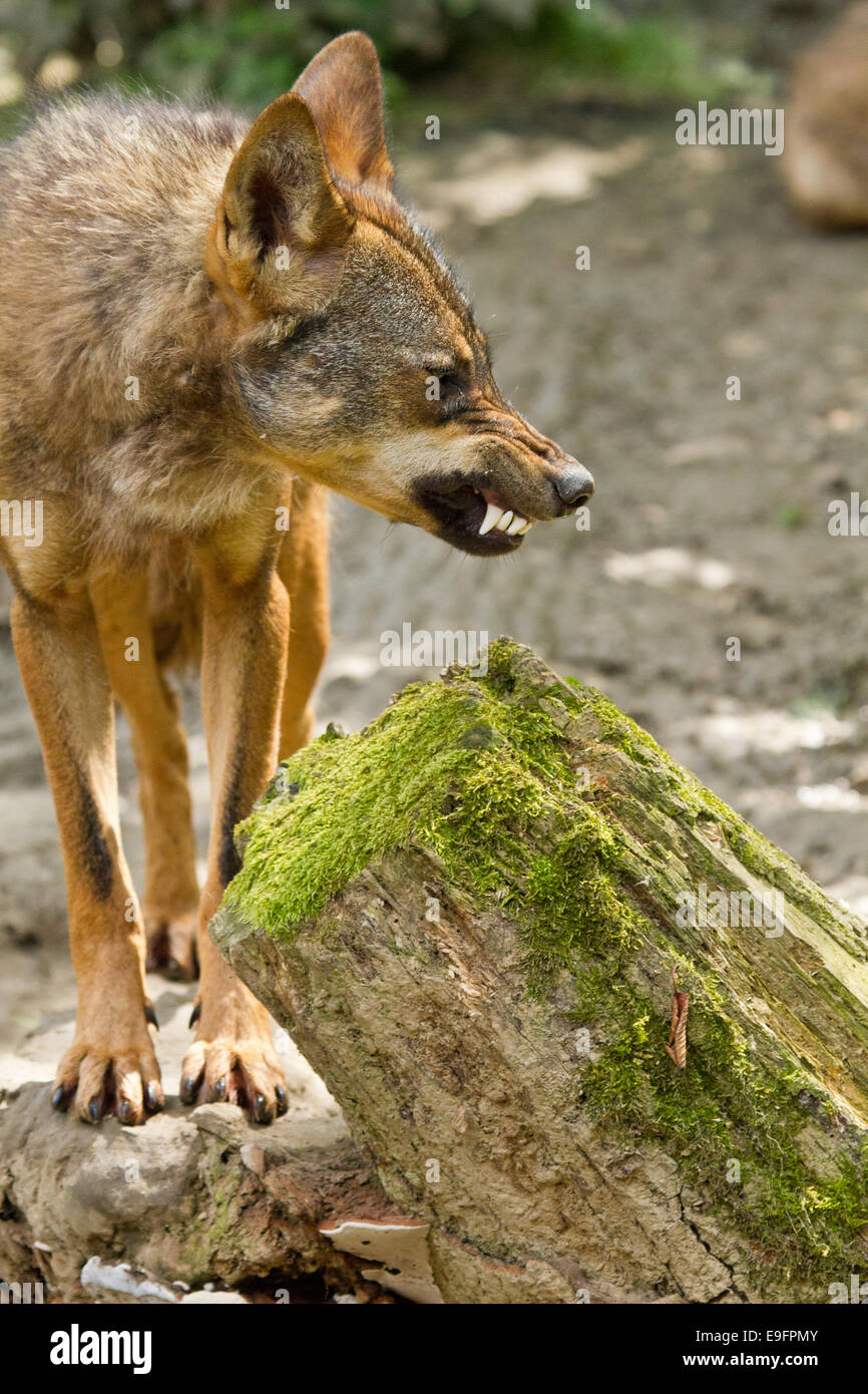 Iberian wolf (Canis lupus signatus Stock Photo - Alamy