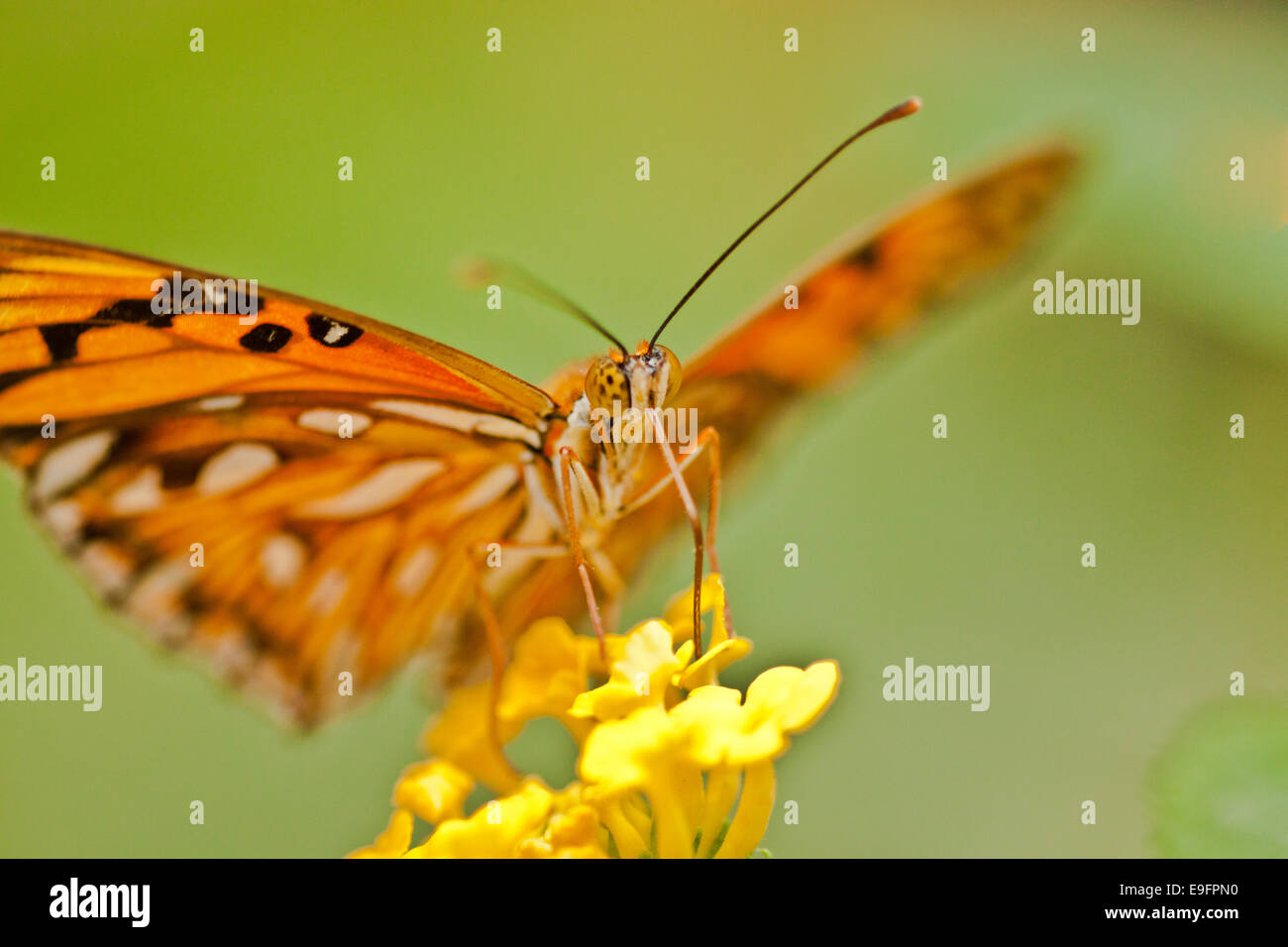Gulf Fritillary (Agraulis vanillae Stock Photo - Alamy