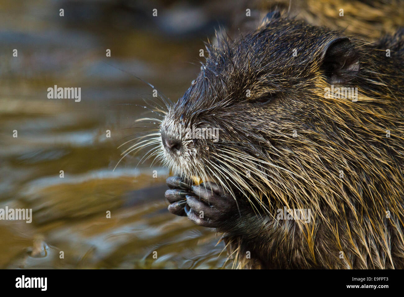 Myocastorinae hi-res stock photography and images - Alamy