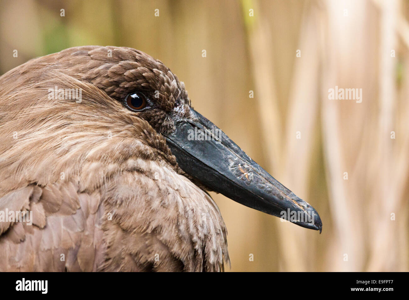 Scopus umbrette hi-res stock photography and images - Alamy