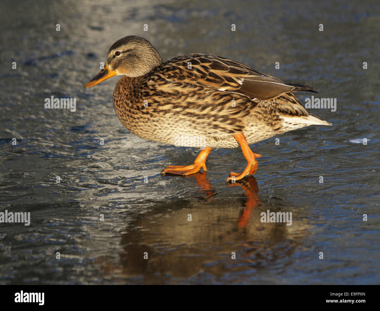 Duck on ice Stock Photo - Alamy