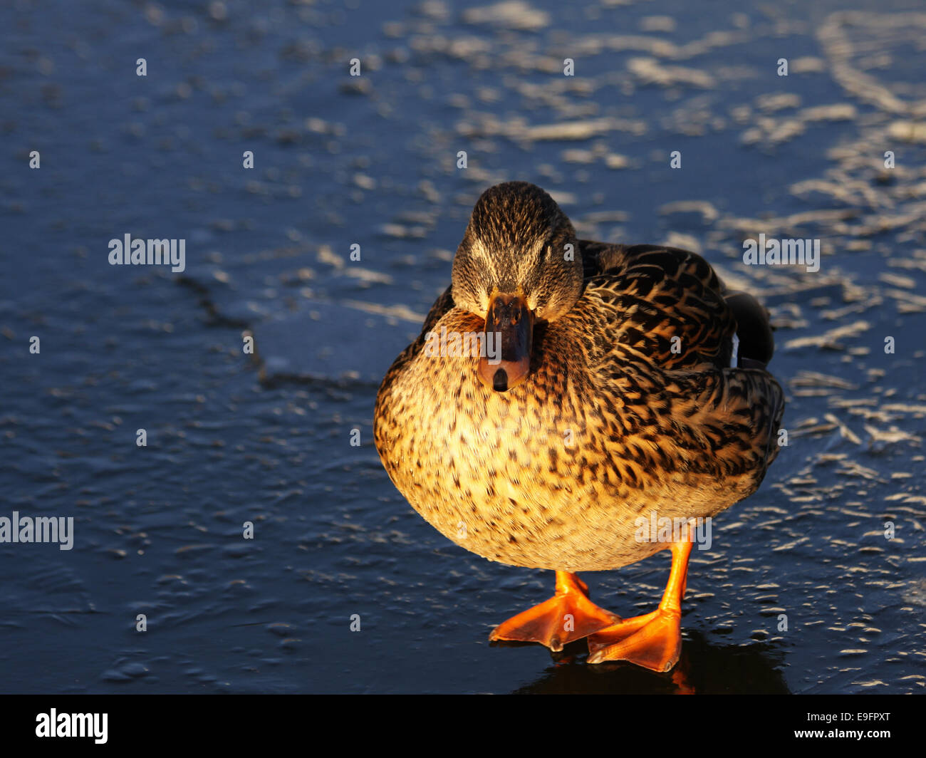 Duck in winter Stock Photo - Alamy