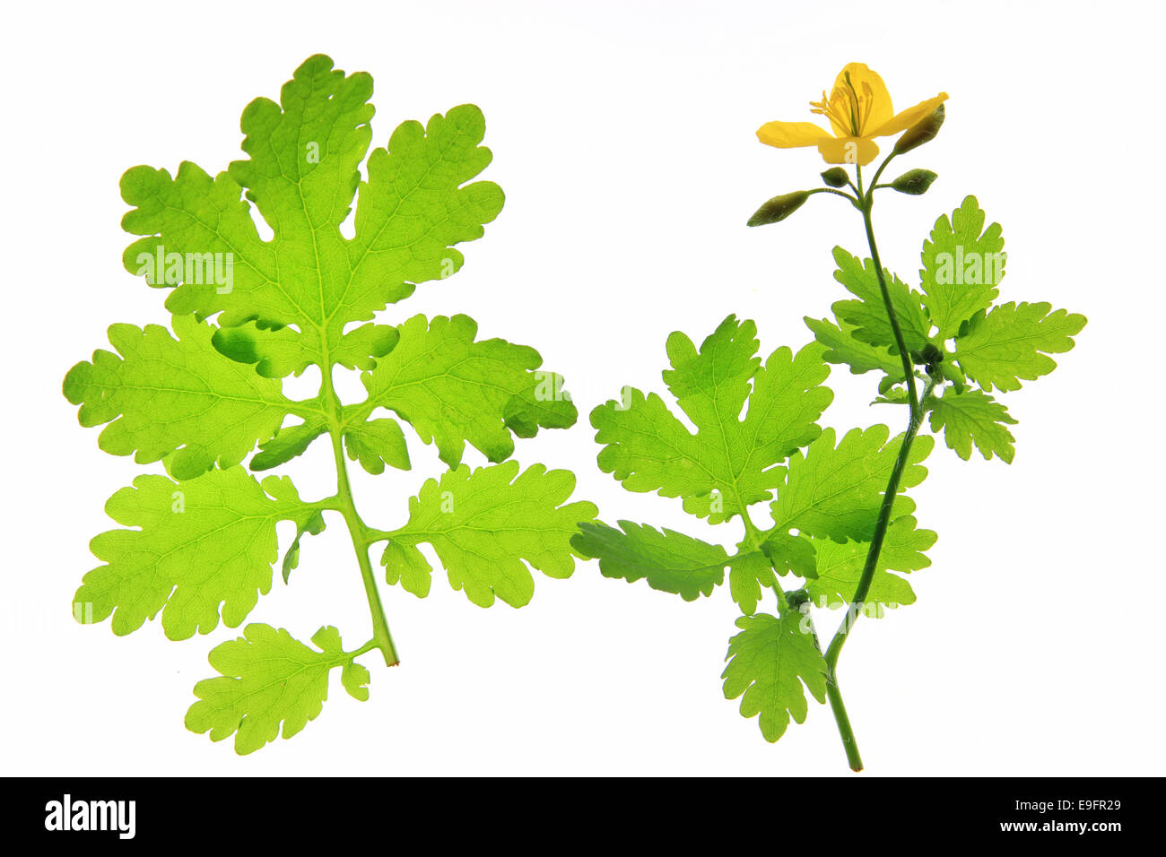 Greater celandine blooming hi-res stock photography and images - Alamy