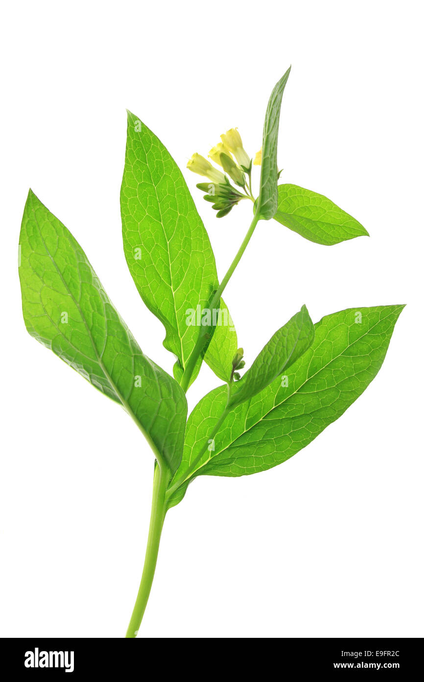 Common comfrey or true comfrey Cut Out Stock Images & Pictures - Alamy