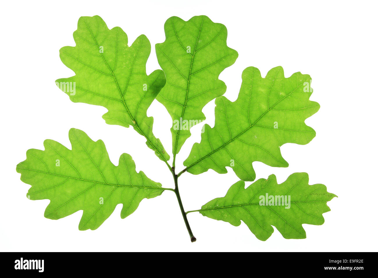 Oak leaves (Quercus robur Stock Photo - Alamy