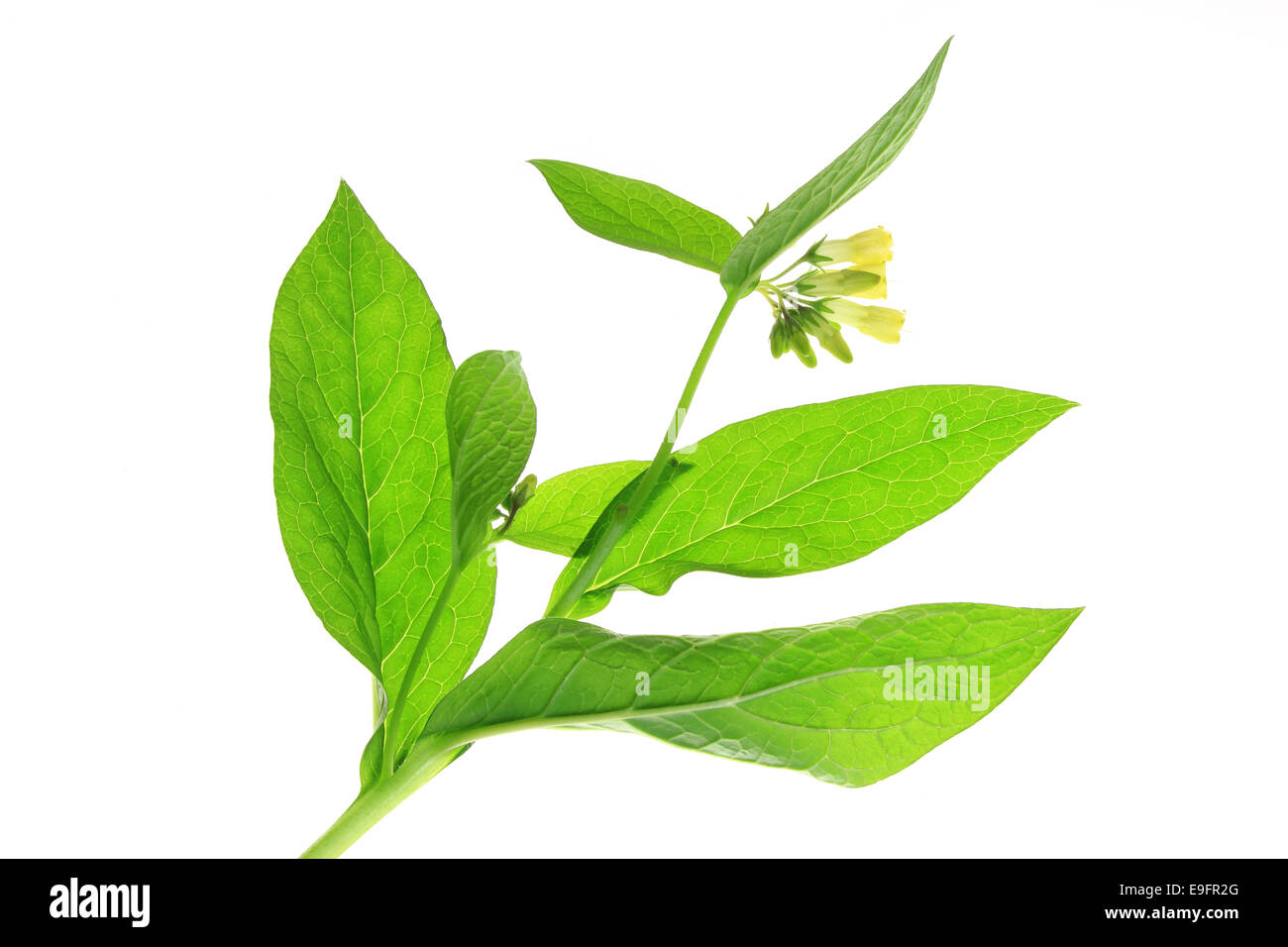 Echter beinwell symphytum officinale hi-res stock photography and ...