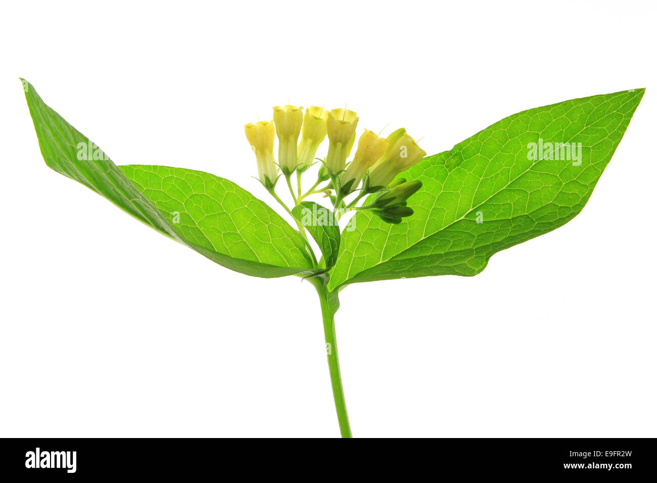 Common comfrey or true comfrey Cut Out Stock Images & Pictures - Alamy