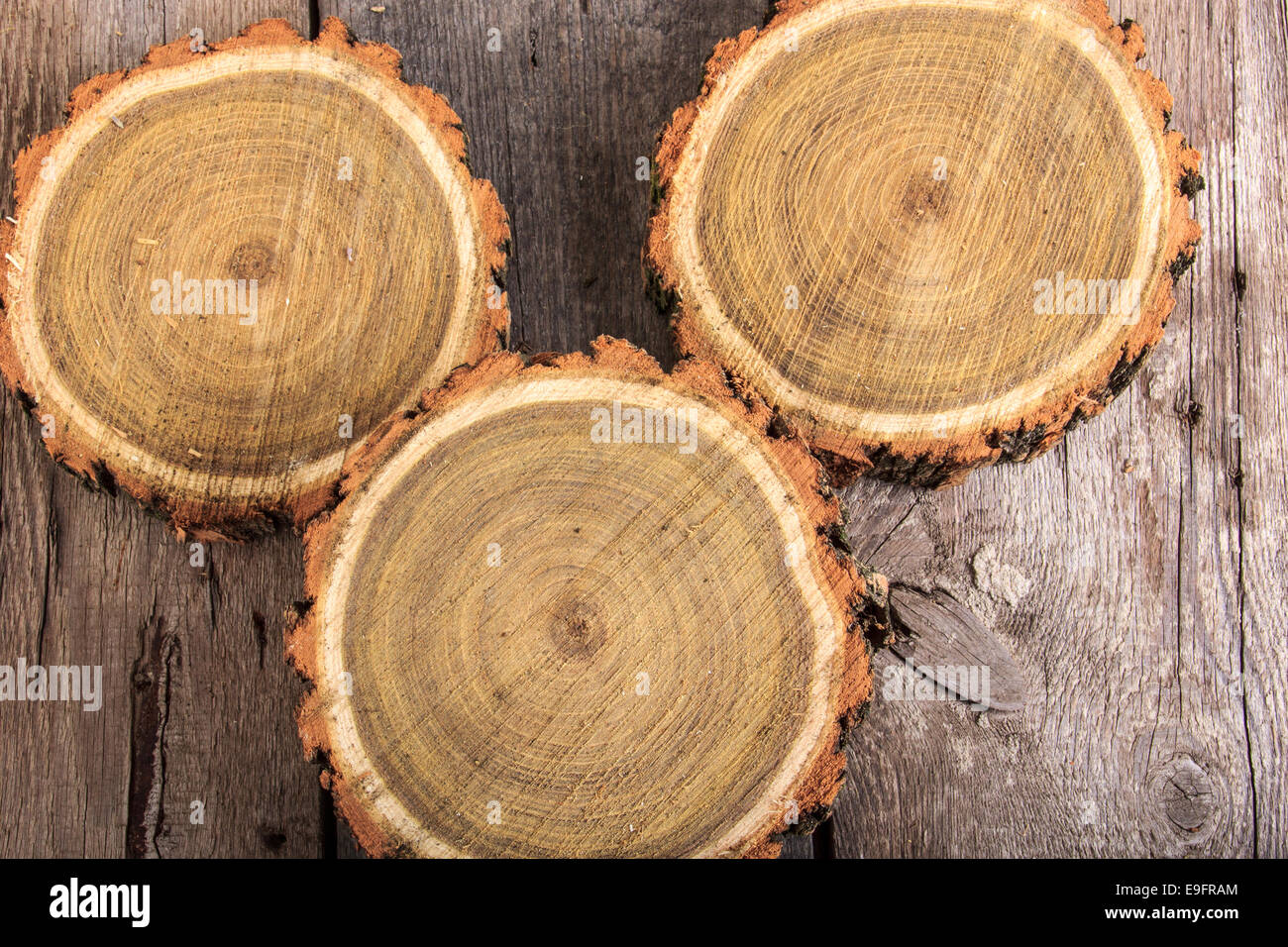 Cross section view log showing hi-res stock photography and images - Alamy