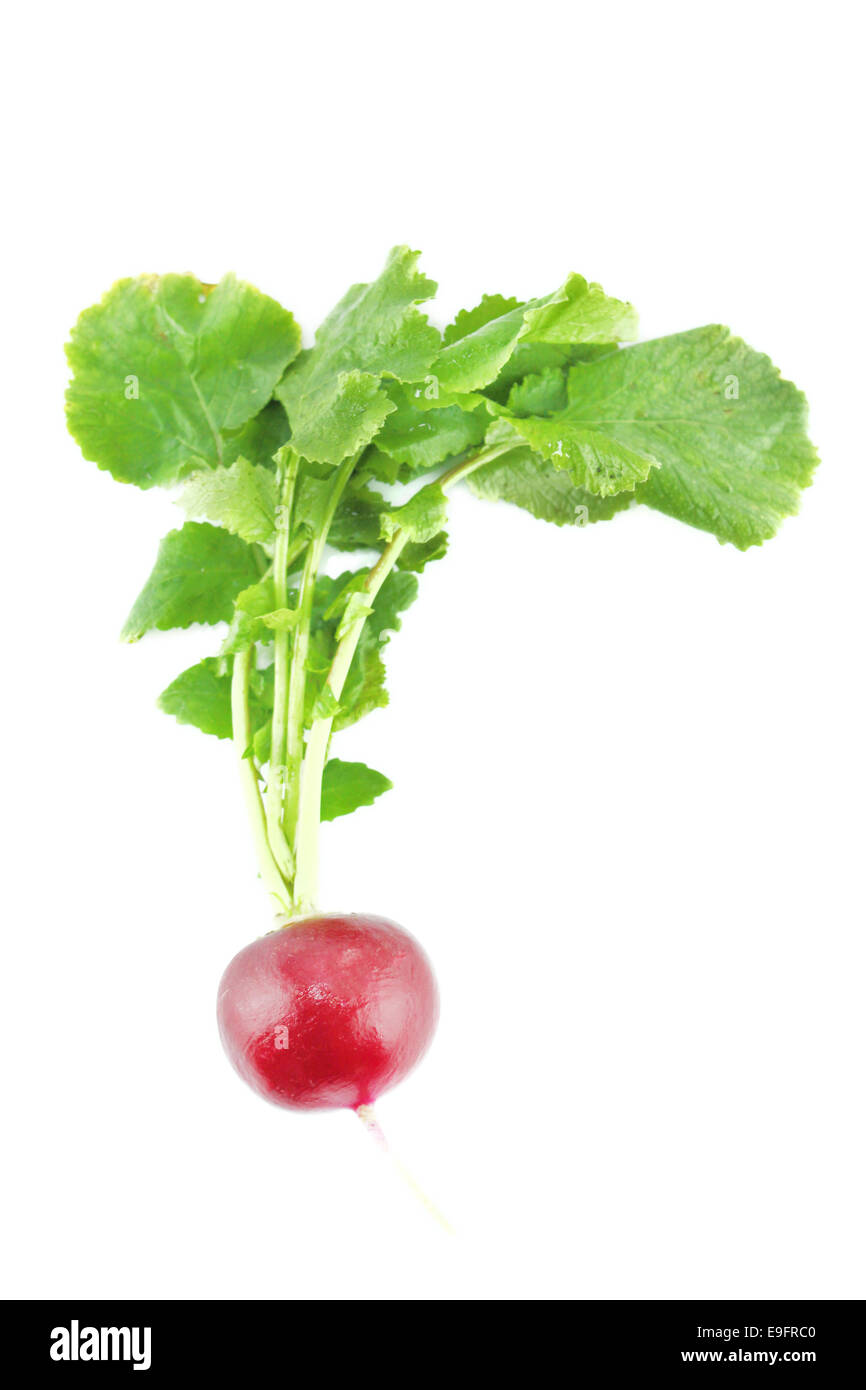Sweet radish Cut Out Stock Images & Pictures - Alamy