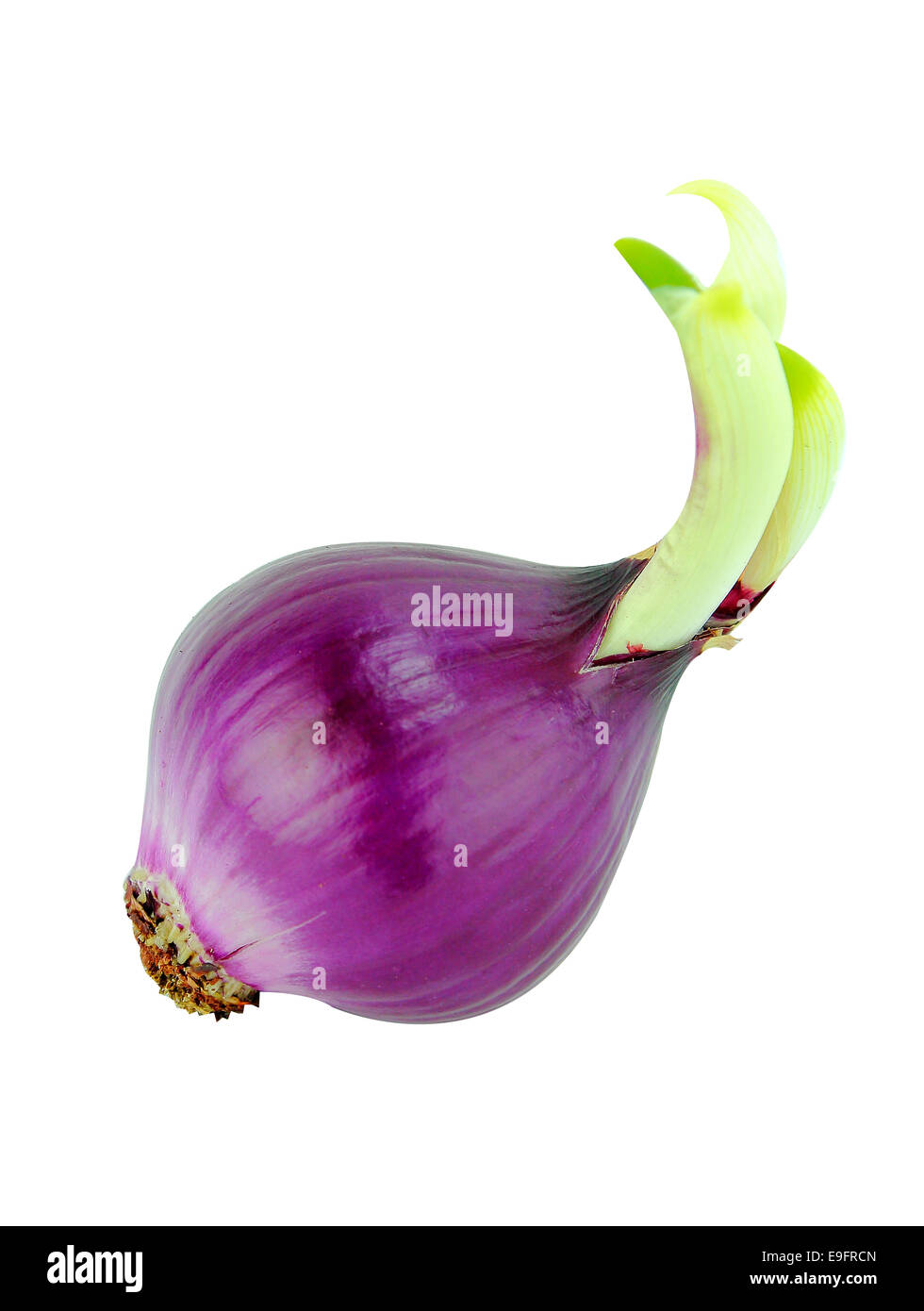Fresh red and yellow bulb onions Cut Out Stock Images & Pictures - Alamy