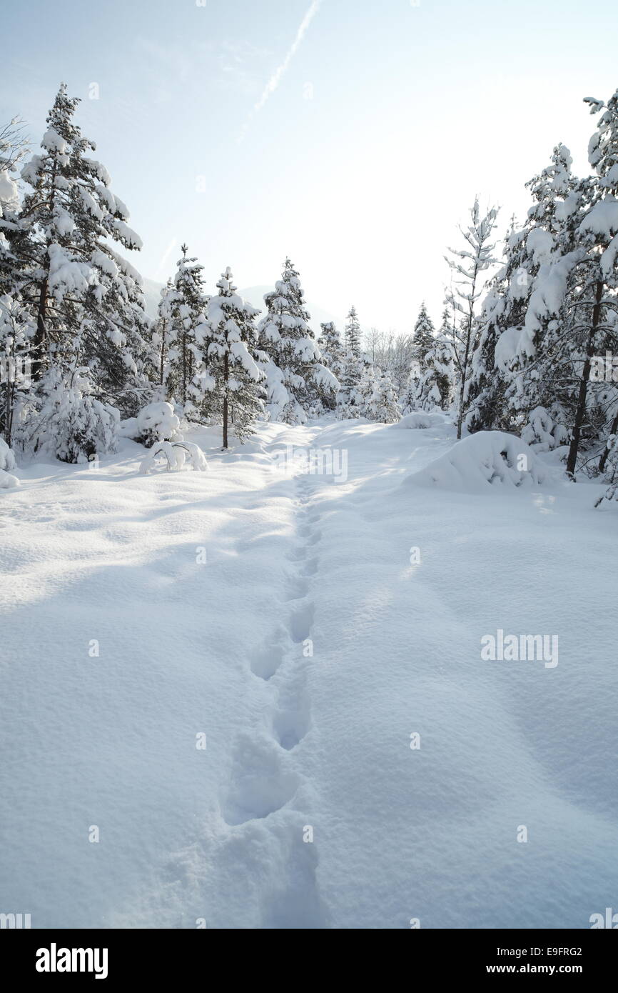 snow track in winter Stock Photo - Alamy