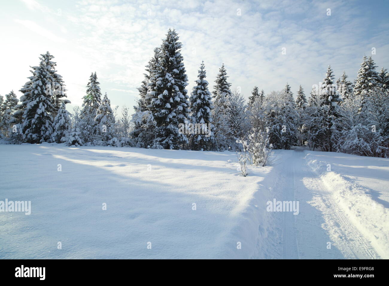 snow track in nature Stock Photo - Alamy
