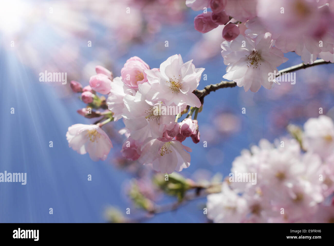sunny spring blossom Stock Photo - Alamy