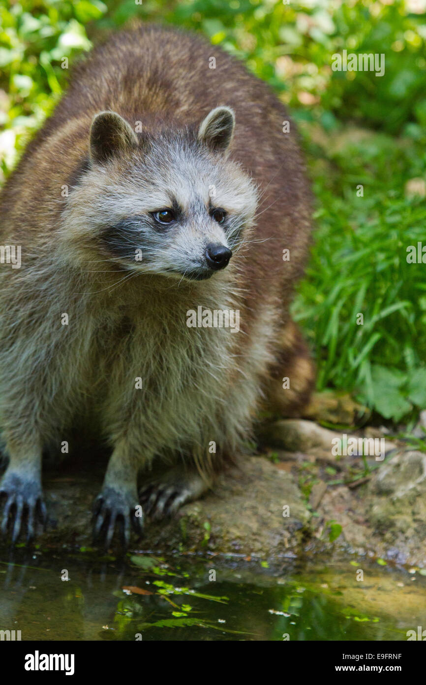 Raccoon (Procyon lotor Stock Photo - Alamy