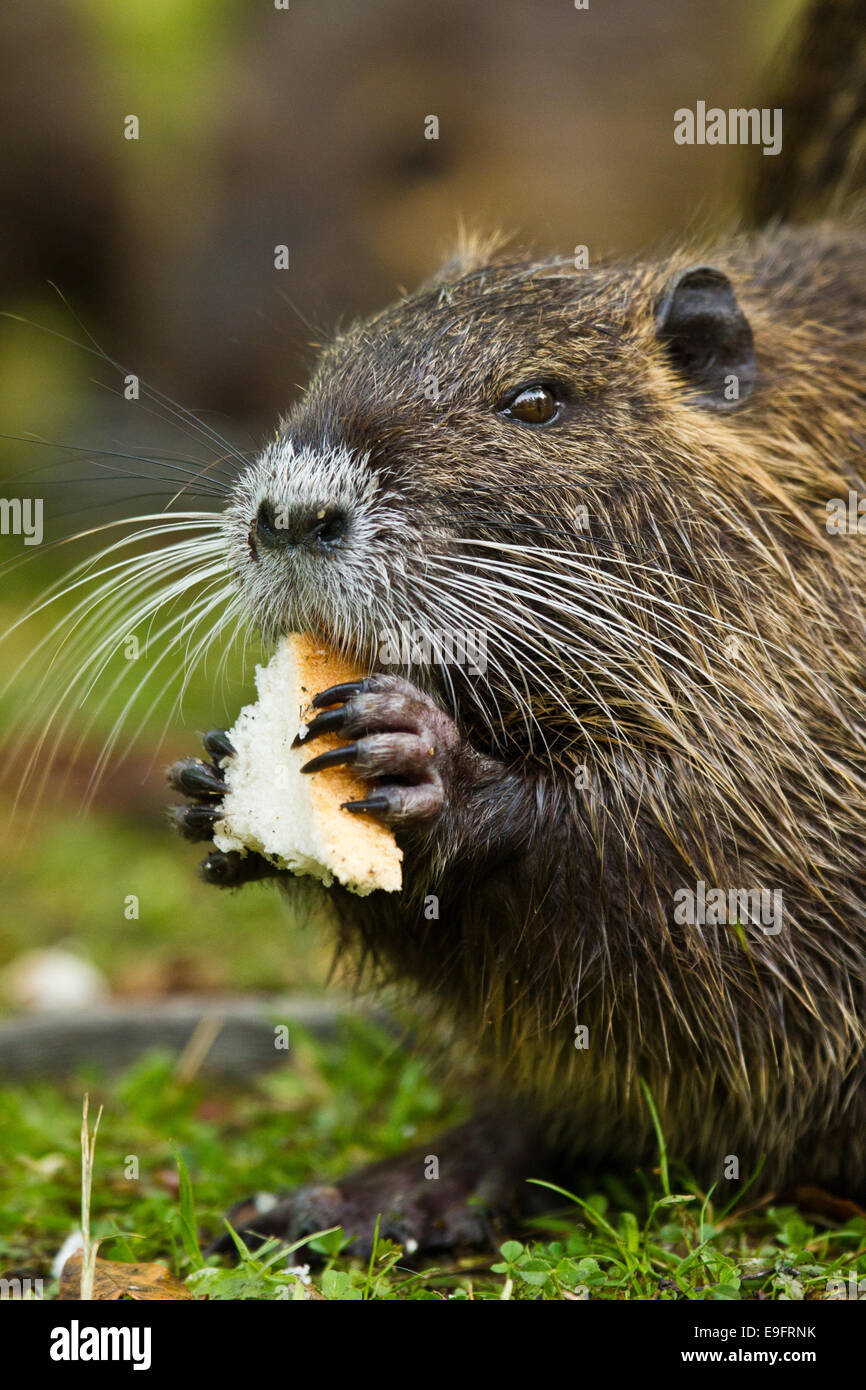 Coypu (Myocastor coypus Stock Photo - Alamy