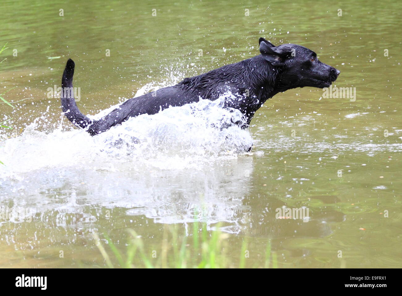 Jumping young Labrador Retriever Stock Photo - Alamy