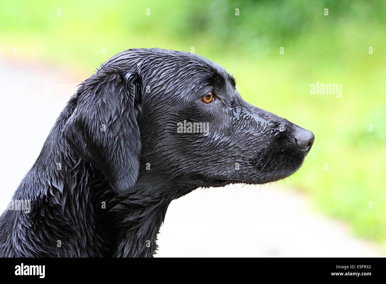 Headportrait of a young black Labrador Retriever Stock Photo - Alamy