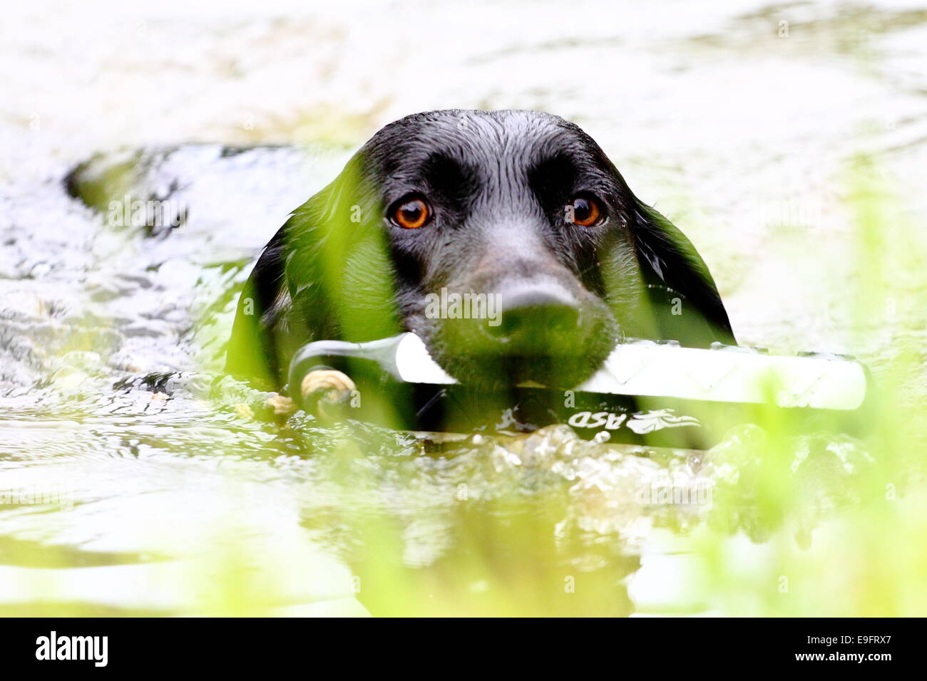 Working labrador hi-res stock photography and images - Alamy