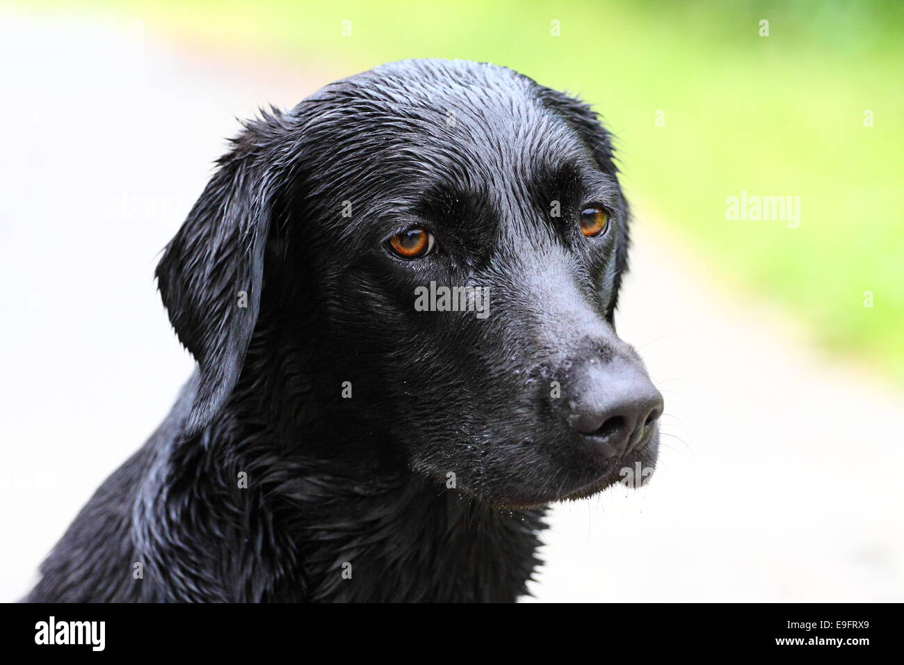Headportrait of a young black Labrador Retriever Stock Photo - Alamy