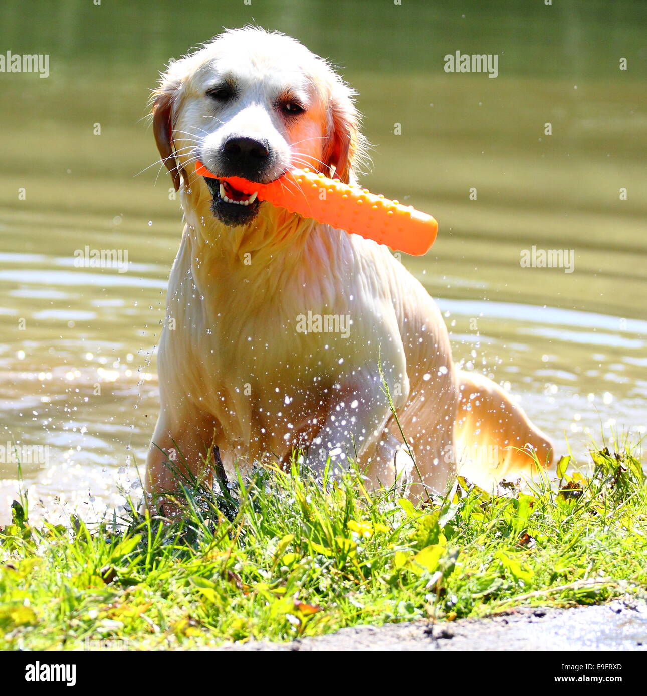 Working Golden Retriever Stock Photo - Alamy