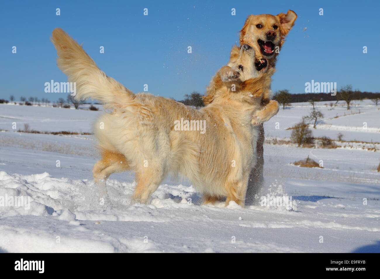 Powerfull bite hi-res stock photography and images - Alamy
