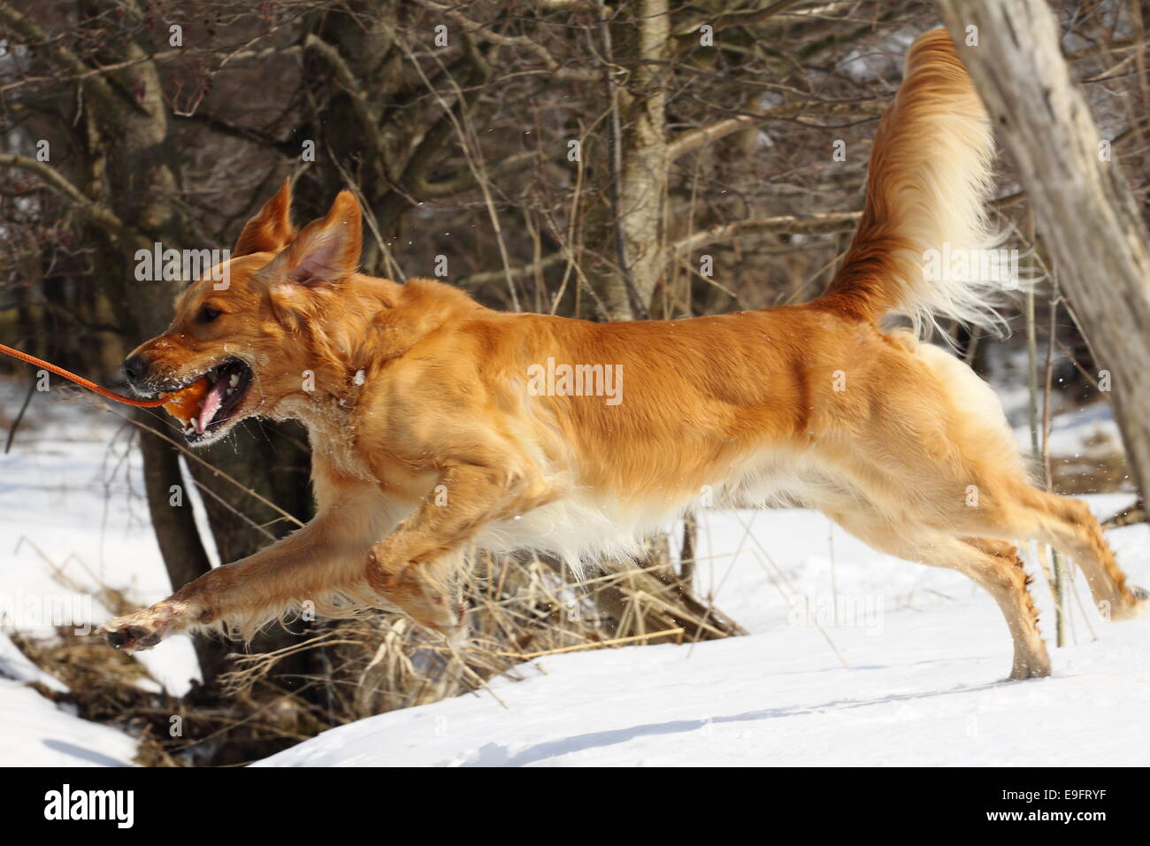 Working golden retriever hi-res stock photography and images - Alamy