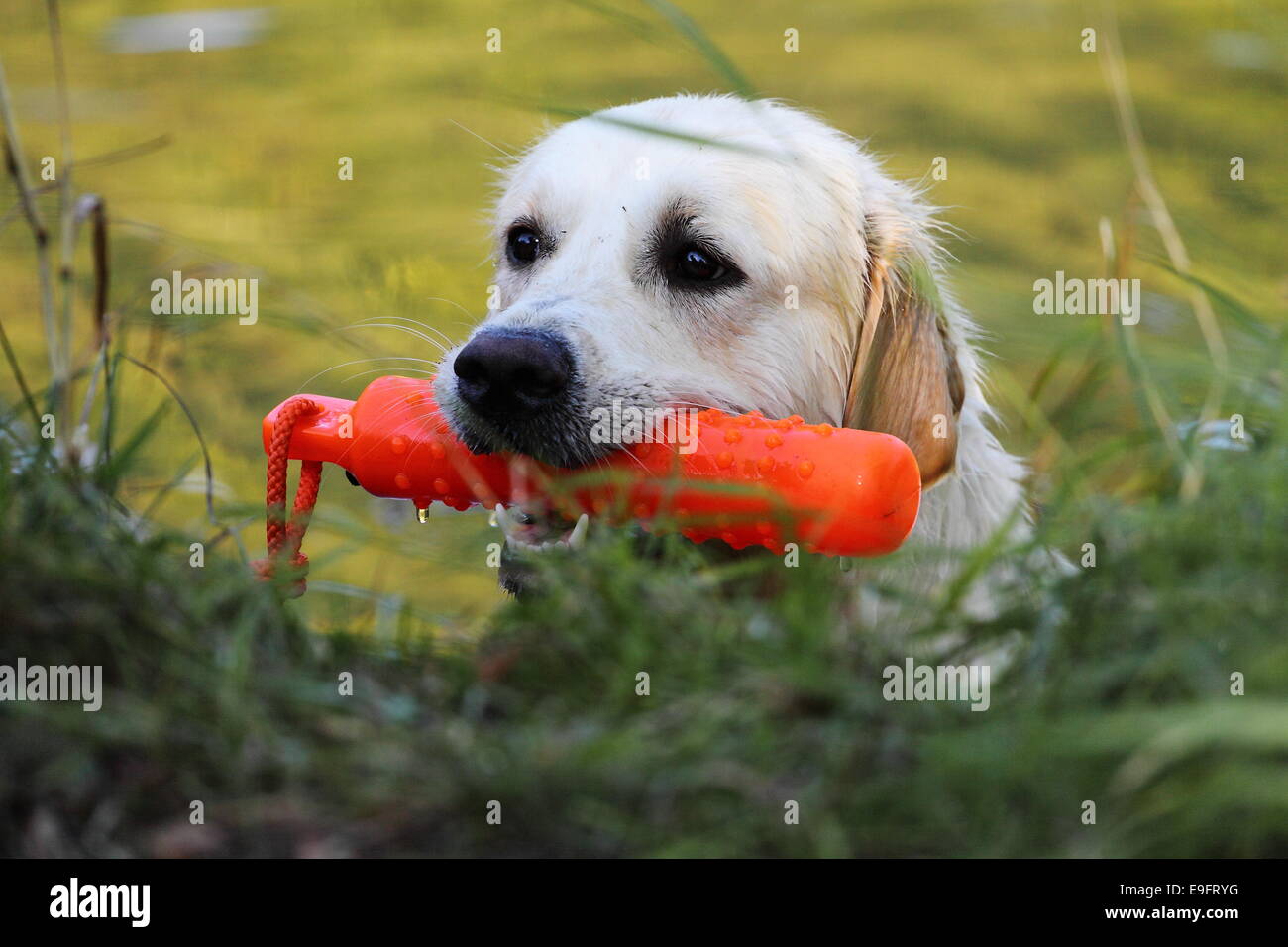 Working Golden Retriever Stock Photo - Alamy