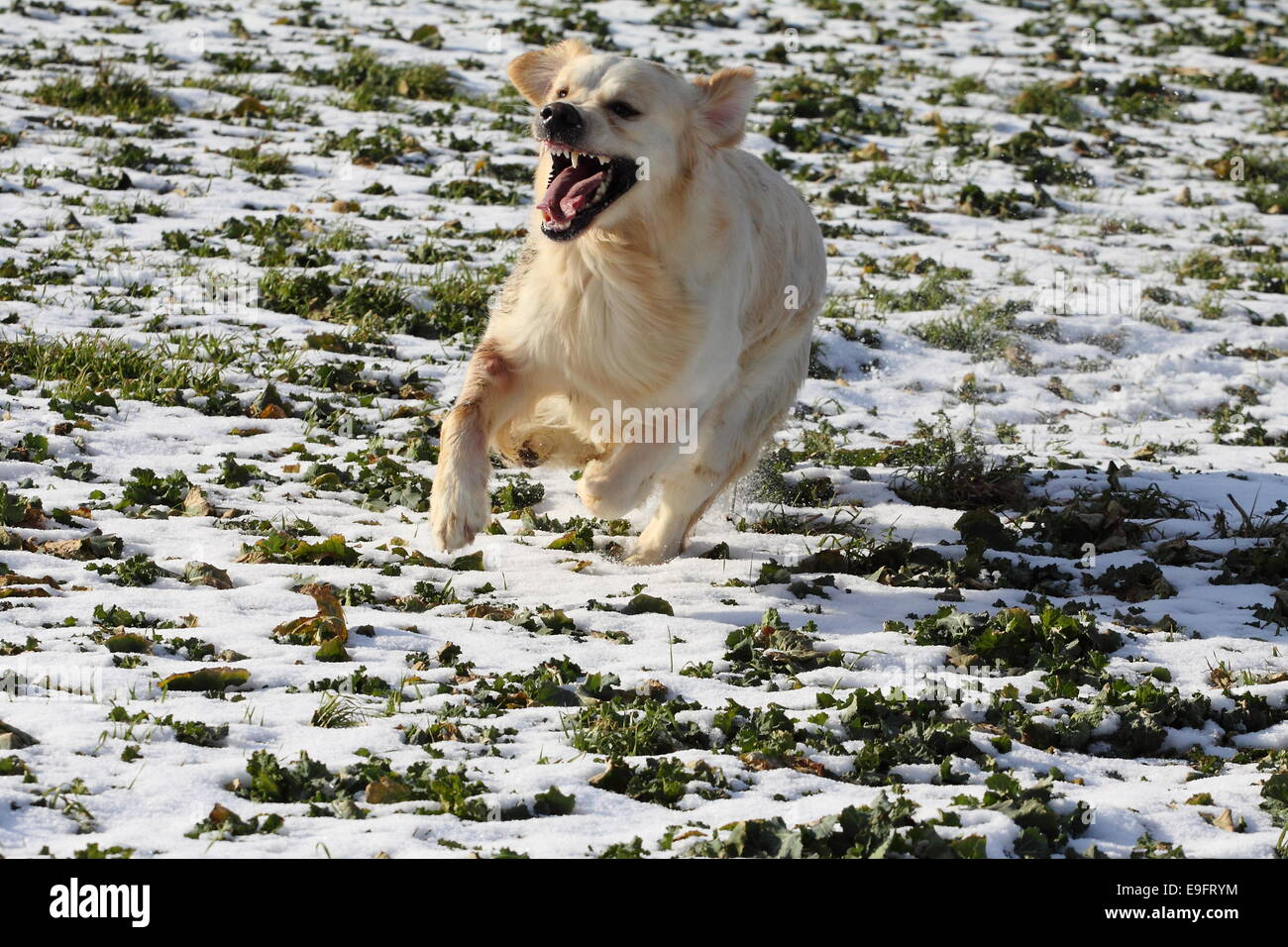 Golden teeth hi-res stock photography and images - Alamy